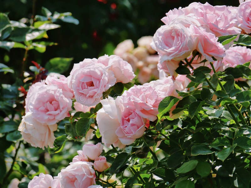 Westerland Polyantha Rose Flowers. Pink Roses Bloom Stock Image - Image ...
