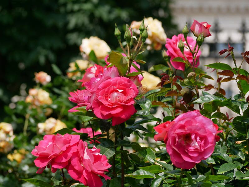 Westerland Polyantha Rose Flowers. Pink and Yellow Roses Bloom Stock ...