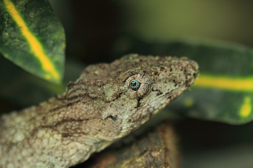 Western bearded anole stock photo. Image of animal, anolis - 24139856