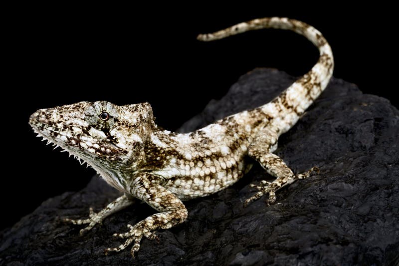 Western Bearded Anole (Anolis Barbatus) Stock Image - Image of false ...