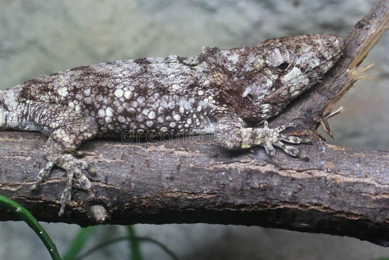 Cuban Bearded Anole, Anolis Barbaratus Stock Image - Image of cryptic ...