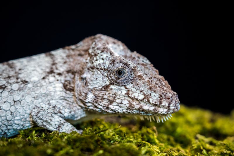 Western Bearded Anole Portrait in Black Background Stock Image - Image ...
