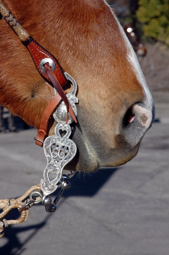 Western Bit and Bridle stock image. Image of western, bridle - 3730543