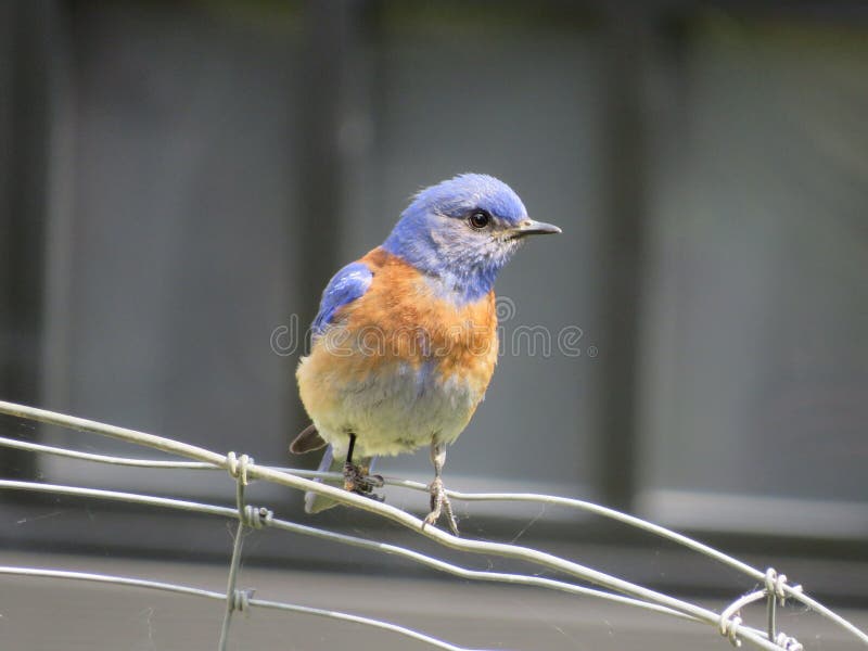 Western blue bird stock photo. Image of color, western - 249482232