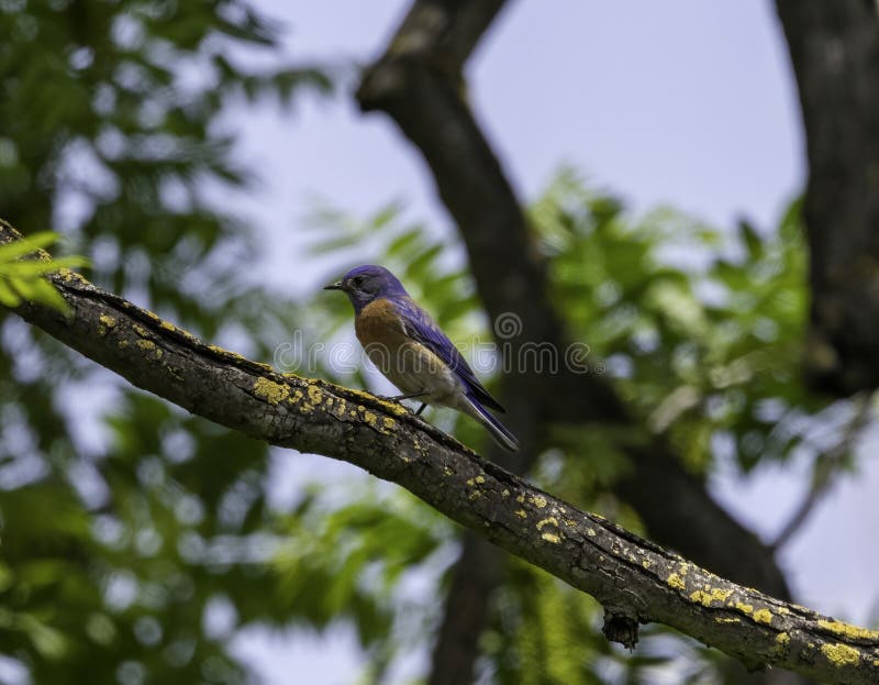 A Western Blue Bird on Its Perch Stock Photo - Image of wild, small ...