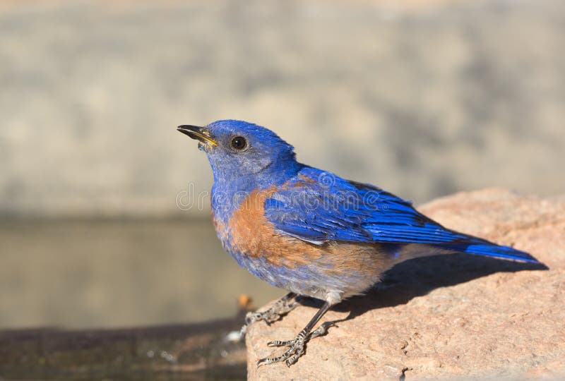 Western Bluebird stock image. Image of songbird, western - 34757831