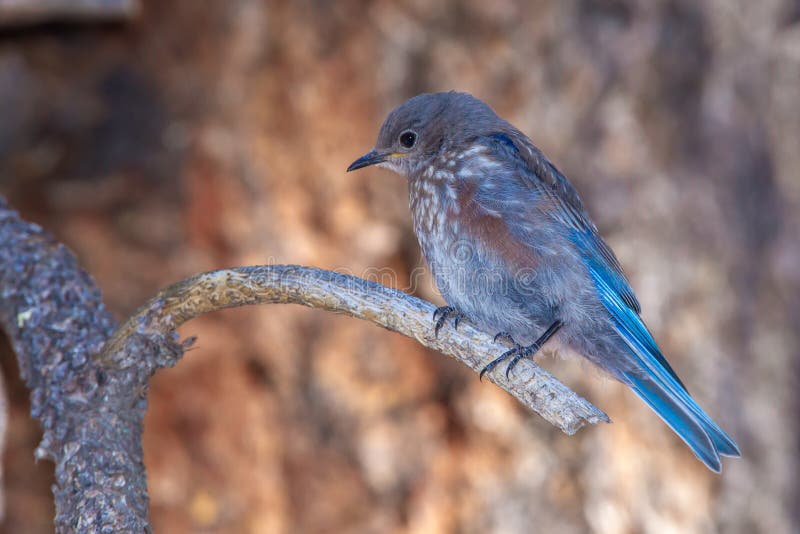 Juvenile Western Bluebird Stock Photos - Free & Royalty-Free Stock ...