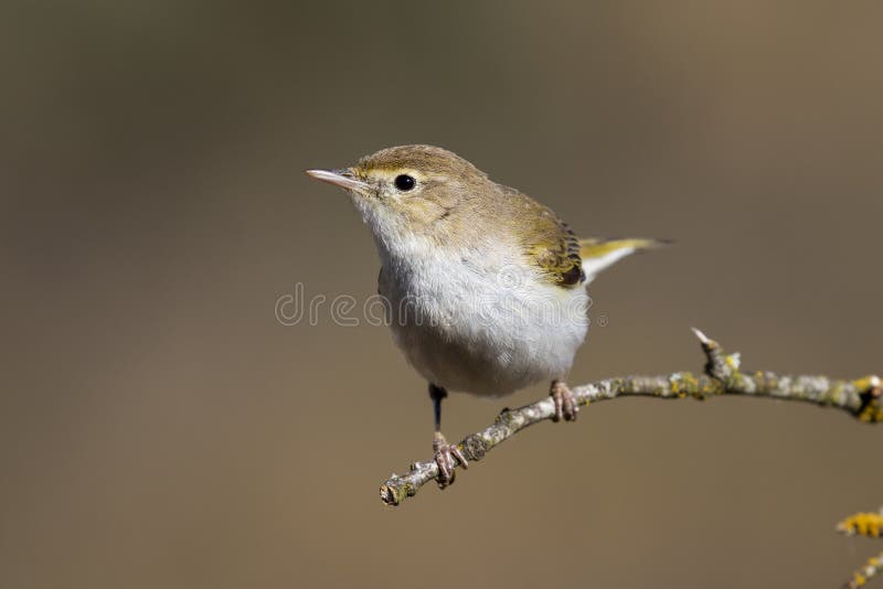 Western Bonelli Warbler Phylloscopus Bonelli Perched on a Branch. Stock ...