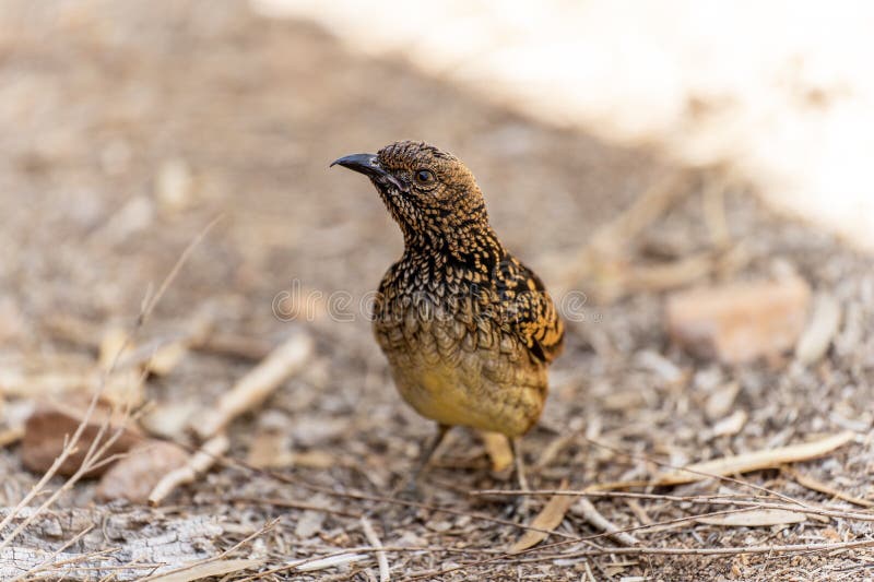 Western Bowerbird on the Ground Stock Image - Image of nature, animals ...