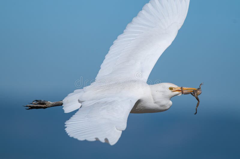 Western Cattle Egret (Bubulcus Ibis) in Flight (flying) with Frog in ...