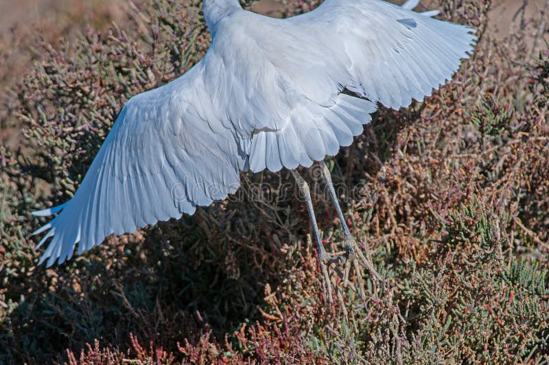 Western Cattle Heron (Bubulcus Ibis) Wing and Feather Details Stock ...