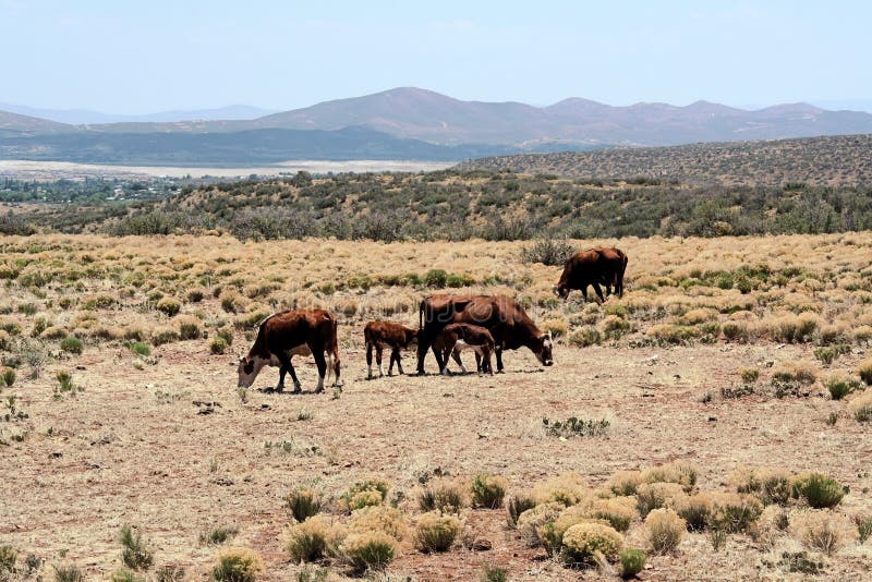 Western cattle range stock image. Image of desert, rangeland - 906859