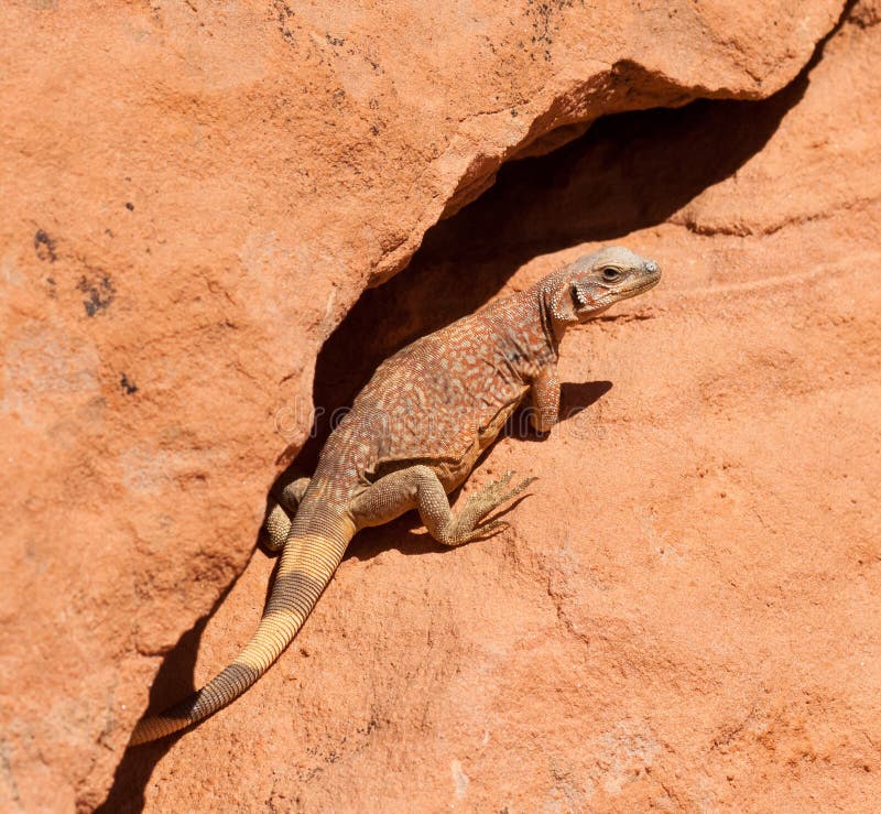 Western Chuckwalla stock image. Image of reptile, habitat - 19621379