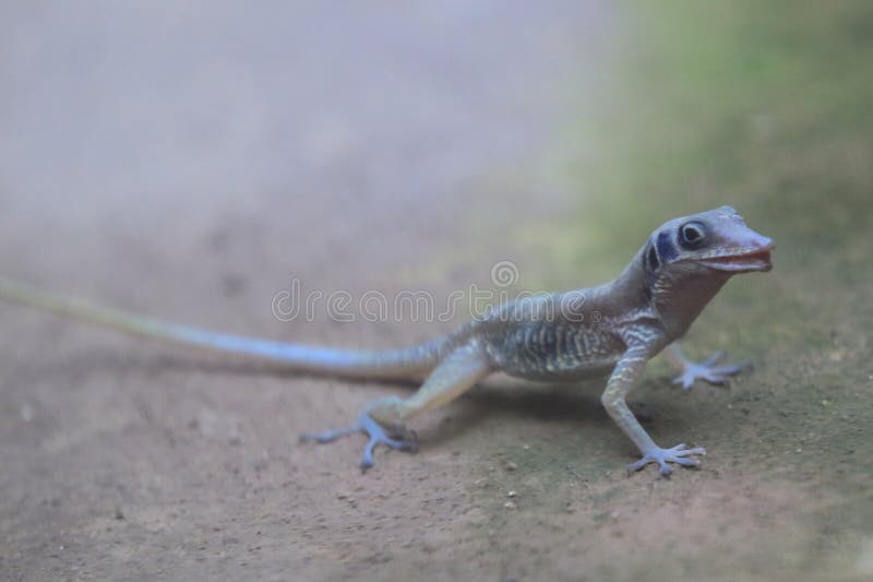 Western cliff anole stock image. Image of lizard, anole - 269673265