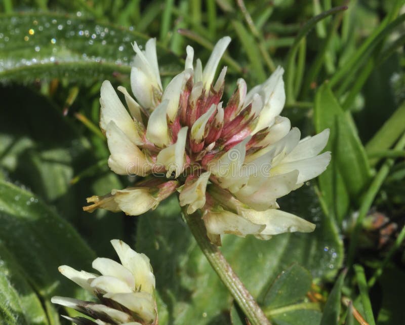 Western Clover stock photo. Image of british, wild, grass - 188675750