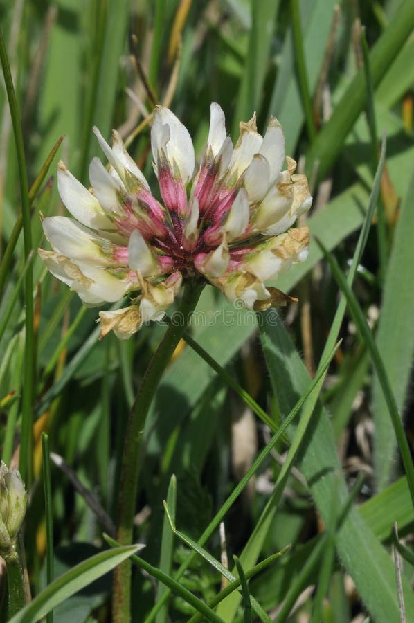 Western Clover stock image. Image of fabaceae, british - 93812071