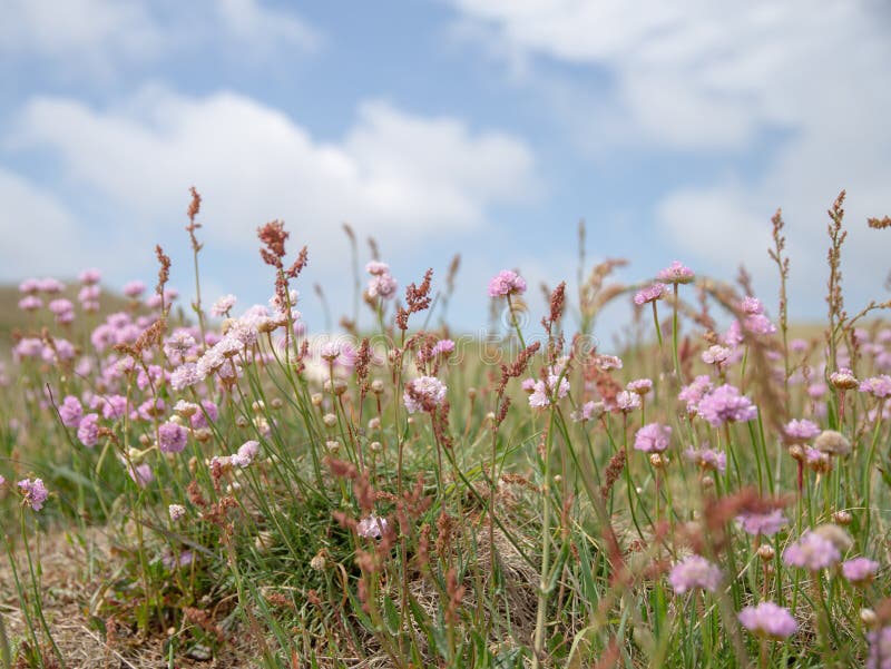 The Western Coast of Denmark Stock Photo - Image of landscape, nice ...