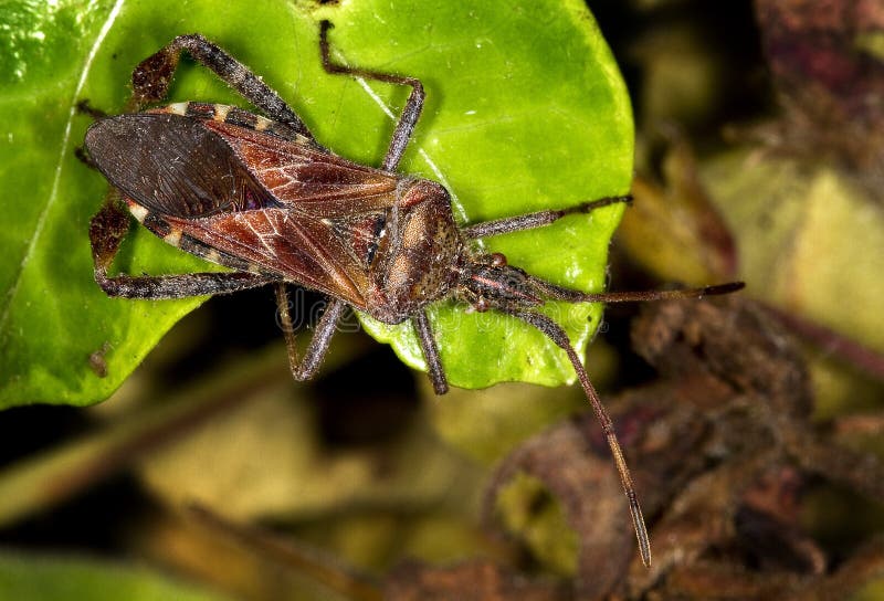 Western Conifer Seed Bug Leptoglossus Occidentalis Stock Image - Image ...