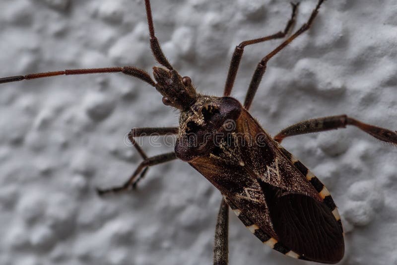 Western conifer seed bug stock image. Image of hemiptera - 341714283