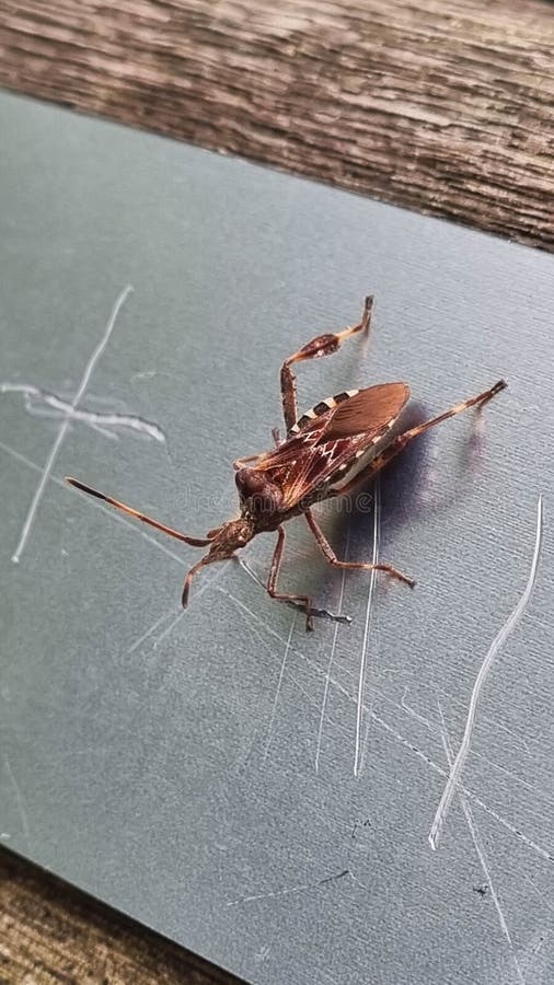 The Western Conifer Seed Bug or Pine Seed Bug Leptoglossus Occidentalis ...