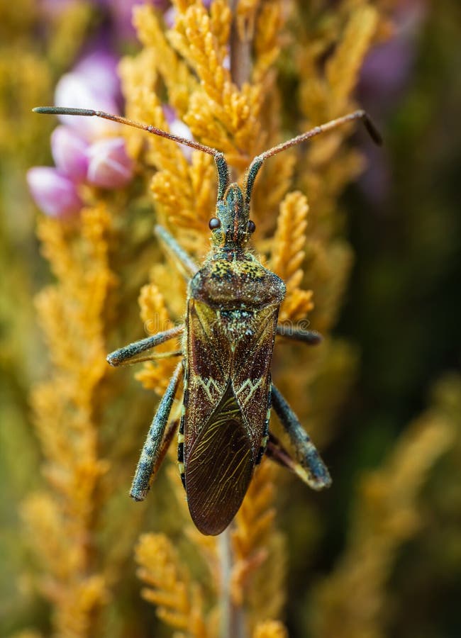 Western Conifer Seed Bug Sit on Flower Stem from Up. Macro Photo Stock ...