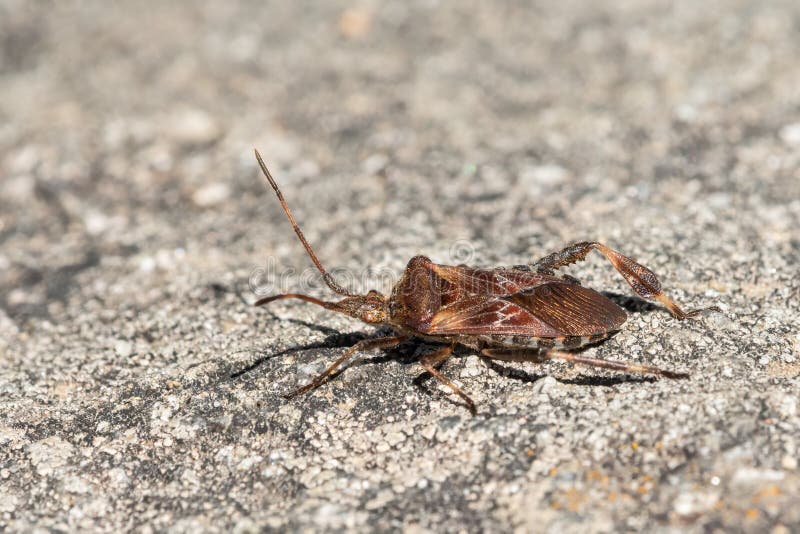 A Western Conifer Seed Bug Sitting on a Rock Stock Photo - Image of ...