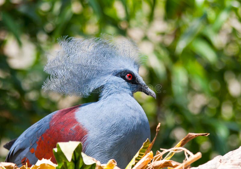 Western crowned pigeon stock photo. Image of malaysia - 243068384