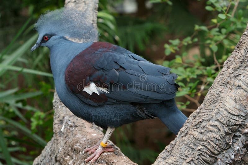 Western crowned pigeon stock photo. Image of malaysia - 243068384
