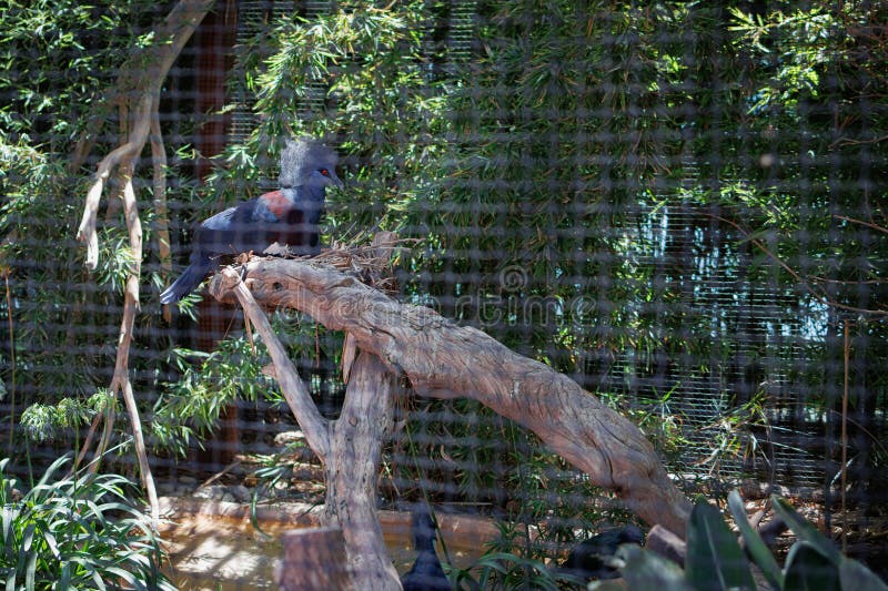 Western Crowned Pigeon Over a Log Inside a Big Cage Stock Photo - Image ...