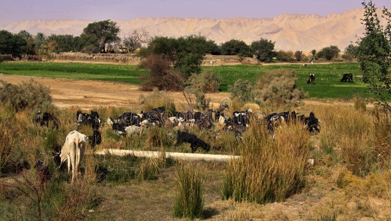 Western Desert Oasis of Kharga, Egypt Stock Image - Image of mountain ...