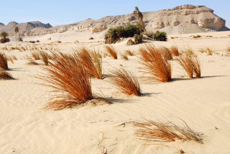 Western Desert, Sahara, Egypt Stock Photo - Image of outdoor, heat ...