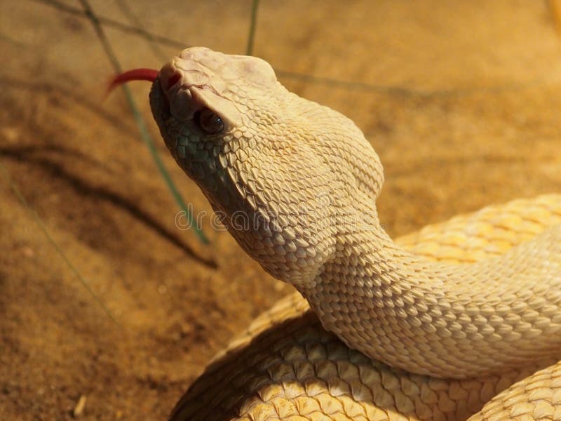 Western Diamondback Rattle Snake or Crotalus Atrox Stock Photo - Image ...