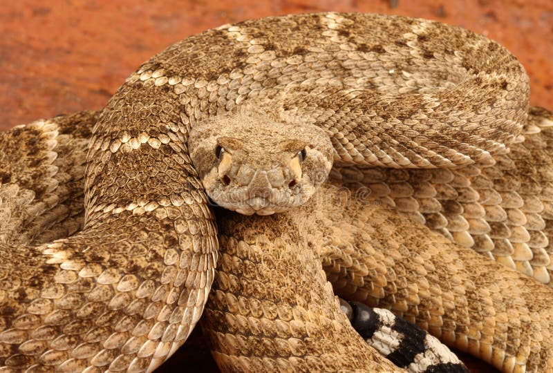 Western Diamondback Rattlesnake Stock Image - Image of rattlesnake ...