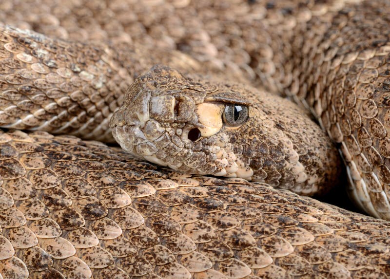 Western Diamondback Rattlesnake. Stock Image - Image of deadly, snake ...