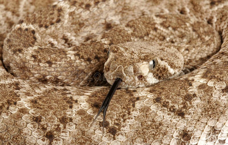 Western Diamondback Rattlesnake Stock Image - Image of scary, wildlife ...