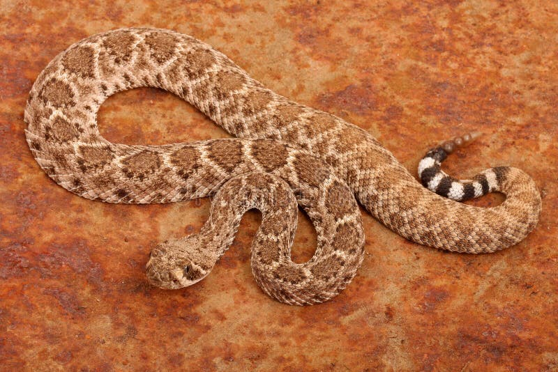 Western Diamondback Rattlesnake (Crotalus Atrox). Stock Image - Image ...