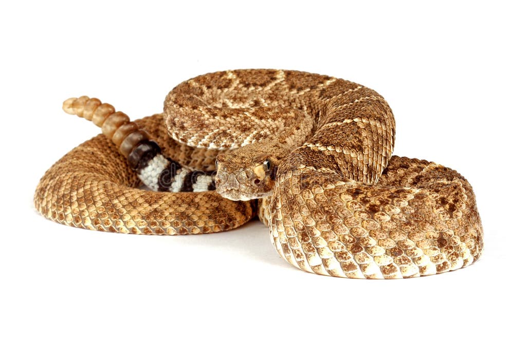 Western Diamondback Rattlesnake Stock Photo - Image of fangs, wildlife ...