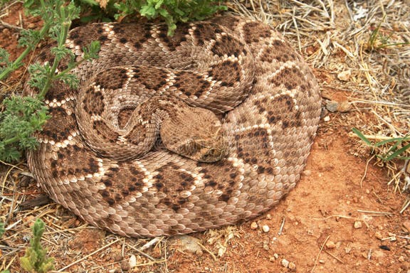 Coiled Rattlesnake Western White Stock Photos - Free & Royalty-Free ...
