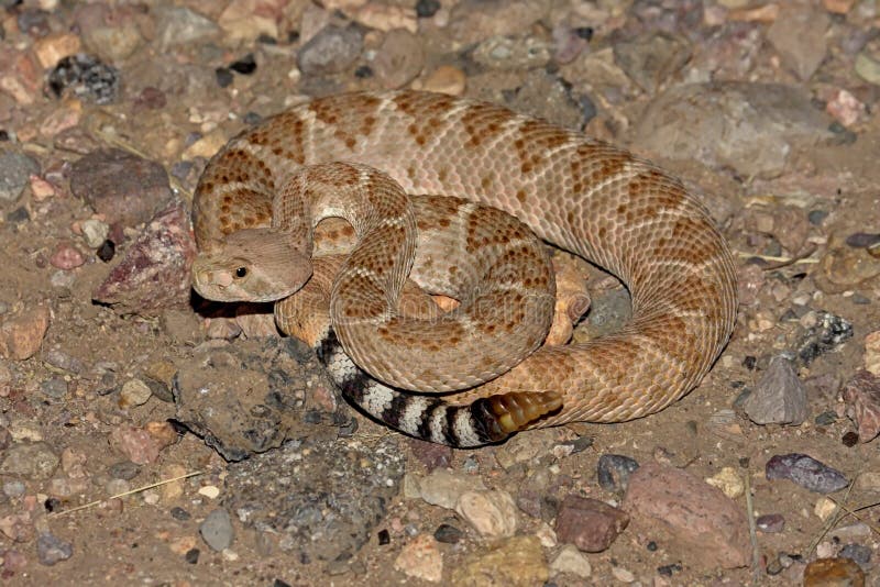 Western Diamondback Rattlesnake (Crotalus Atrox) Stock Photo - Image of ...