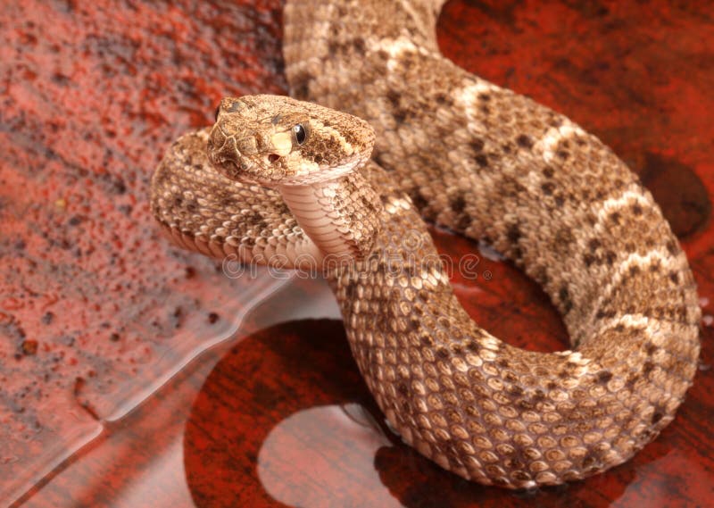 Western Diamondback Rattlesnake (Crotalus Atrox). Stock Photo - Image ...