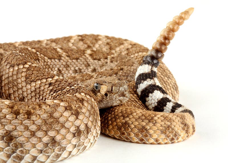 Western Diamondback Rattlesnake (Crotalus Atrox). Stock Image - Image ...