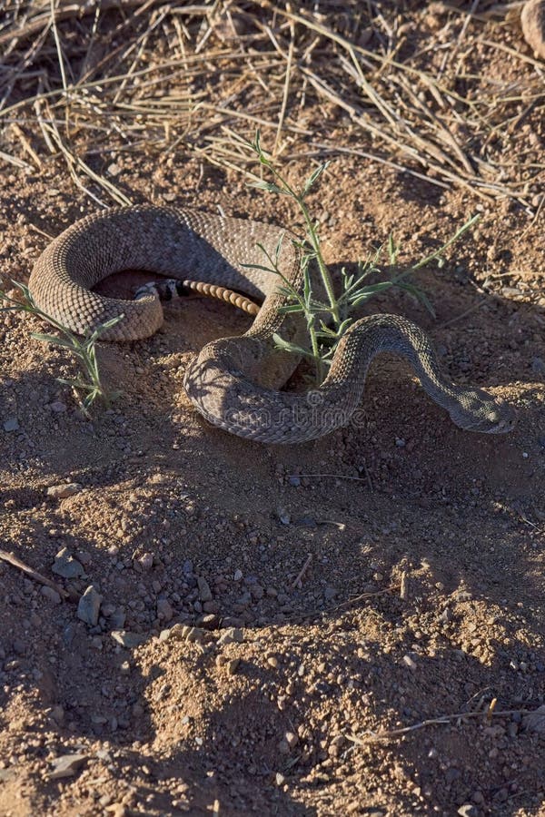 Western Diamondback Rattlesnake Crawling on the Ground Stock Photo ...