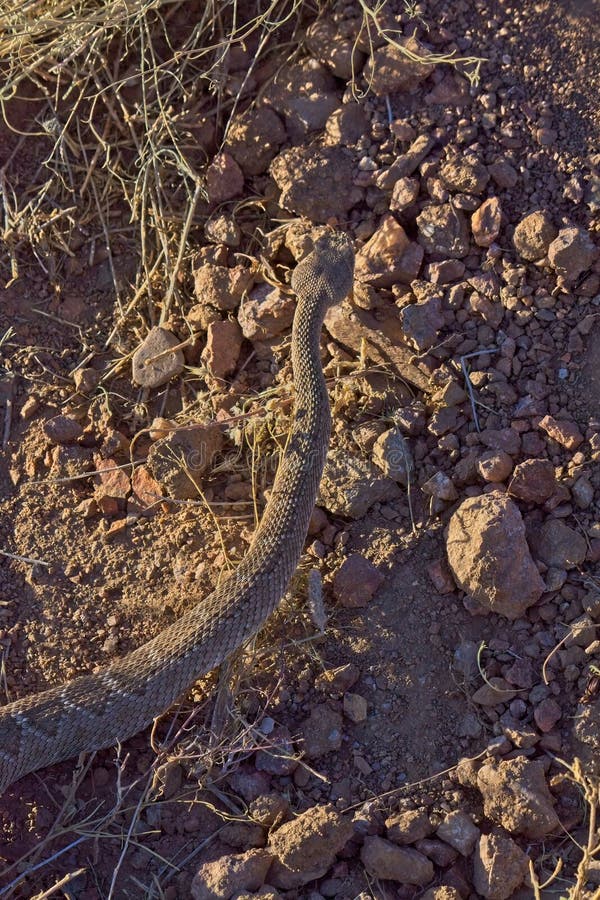 Western Diamondback Rattlesnake Crawling on the Ground. Stock Image ...