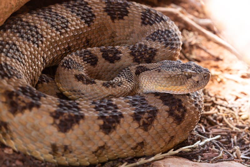 Western Diamondback Rattlesnake Closeup Stock Photo - Image of arizona ...