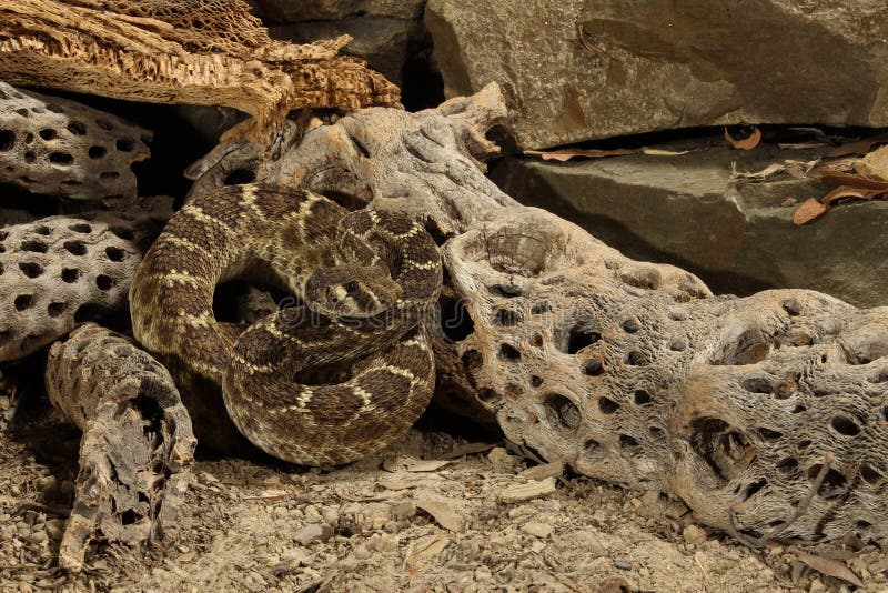 Western Diamondback Rattlesnake (dark Colored) Stock Image - Image of ...