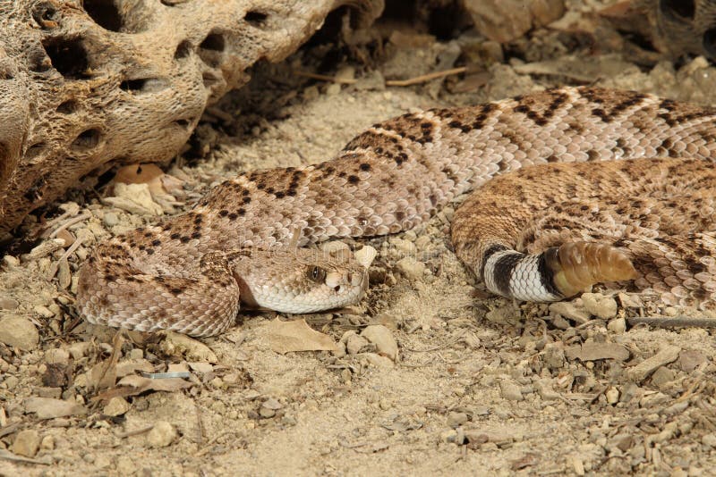 Western Diamondback Rattlesnake (light Colored) Stock Image - Image of ...