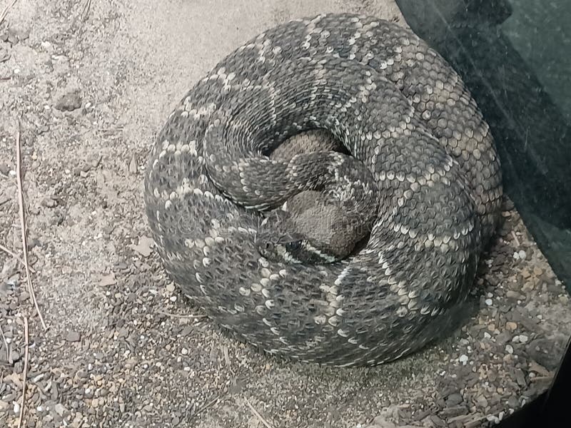 Western Dimond back snake stock image. Image of sculpture - 248068883