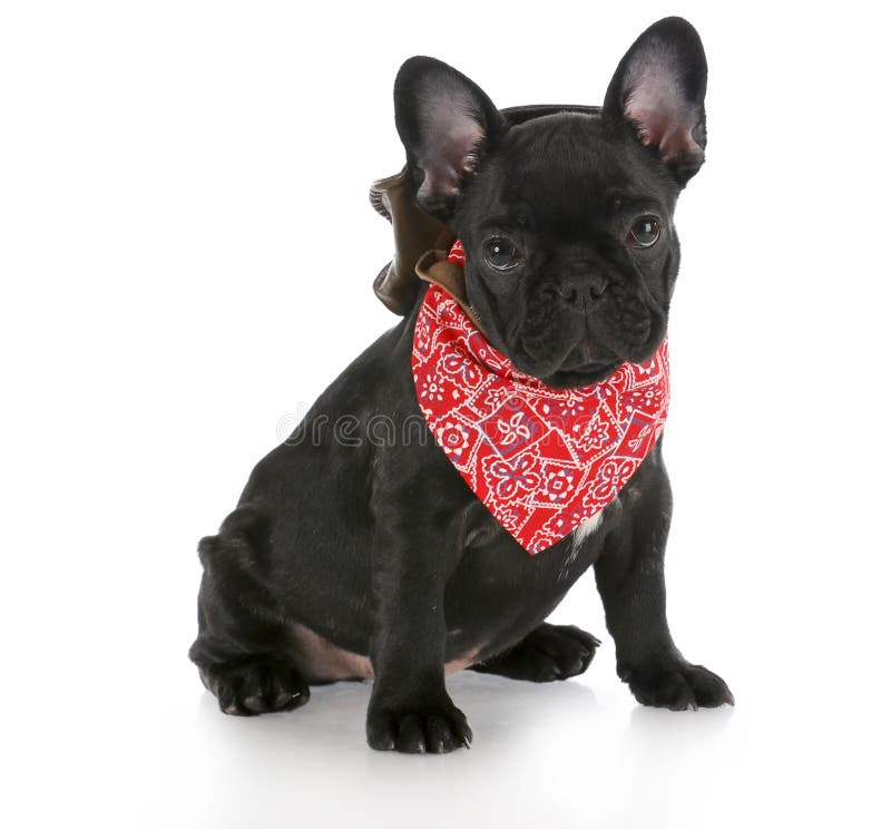 Western dog stock photo. Image of cowboy, breed, frenchie - 16540184