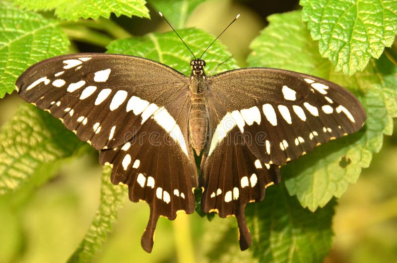 Western Emperor Swallowtail Butterfly Stock Image - Image of leaves ...