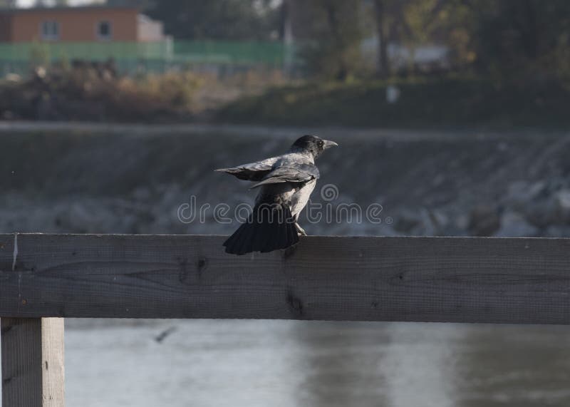 Western or Eurasian Jackdaw, Bird of the Crow Family Stock Image ...
